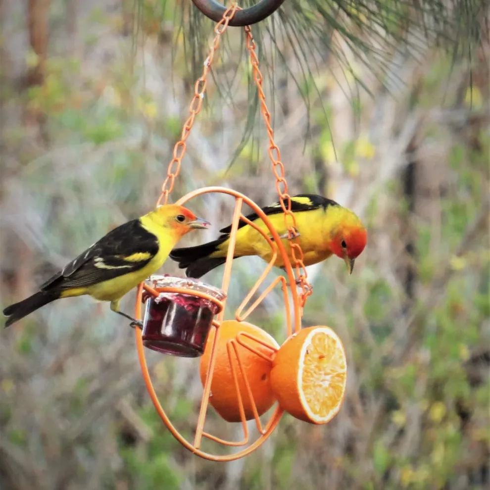 🔥2-in-1 hanging hummingbird oriole feeder – MARIVN